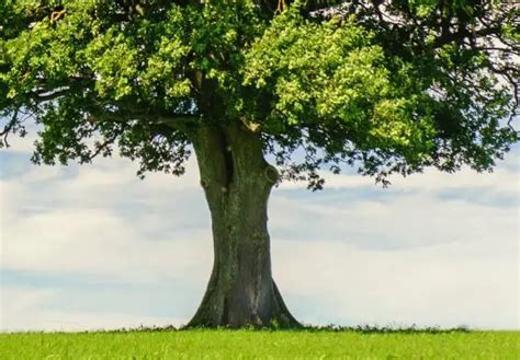 Tree Blank Template Imgflip