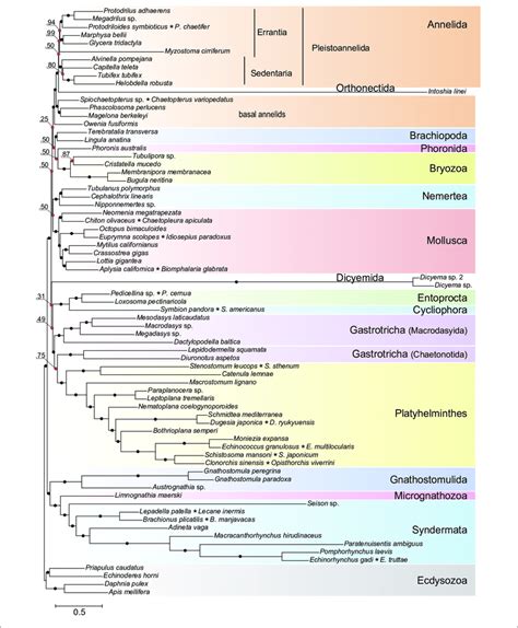 Bayesian Tree Of Spiralialophotrochozoa With The Inclusion Of
