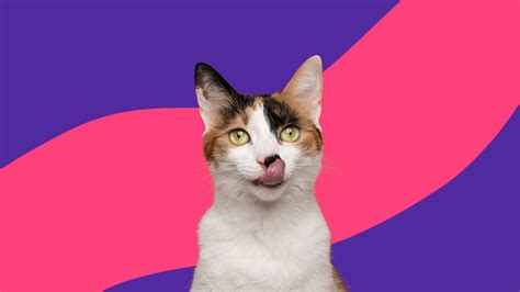 Trazodone Dosage For Dogs Dosage And Safety Singlecare