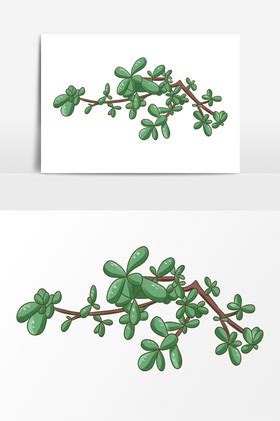 马齿苋花图片 马齿苋花素材免费下载 包图网