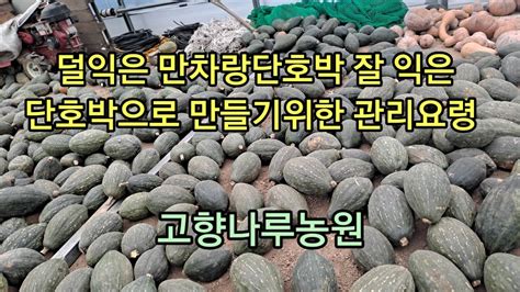 덜익은 만차랑단호박 잘익은 단호박으로 만들기 Youtube