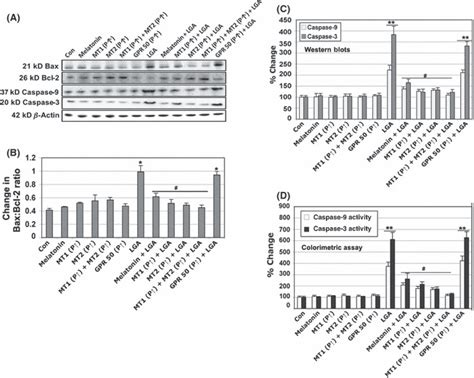 Overexpression Of Mt1 And Mt2 Suppresses Apoptotic Pathways In Ventral