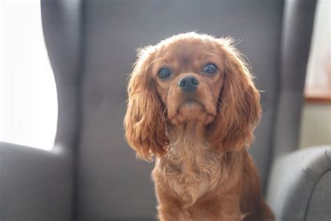 Cavalier King Charles Spaniel Vs Cocker Spaniel