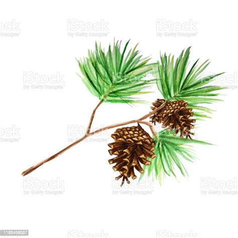소나무 가지와 원추형 흰색 배경에 바늘 수채화 손 그리기 디자인장식 식물 개념 일러스트레이션 크리스마스 카드 가문비나무에 대한 스톡 벡터 아트 및 기타 이미지 Istock