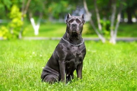 German Shepherd Pointer Mix Info Pictures Traits And Facts