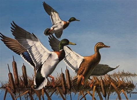 Minnesota Duck Stamp Print 1977 First Of State Mallards By David Maass