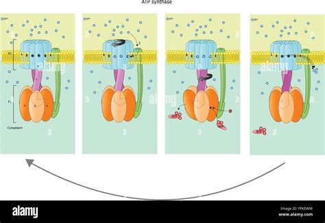 Atp Synthase Rotation Of The C Subunit Oligomer In Fully Functional F Fo Atp Synthase Pnas