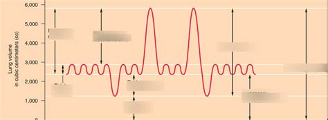 Spirogram Diagram Diagram Quizlet