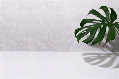 회색과 흰색 콘크리트 배경에 그림자가 있는 몬스터 나뭇잎 몬스터 타 배경 여름 자연 스파 패션 컨셉 복사 공간 몬스테라속에 대한