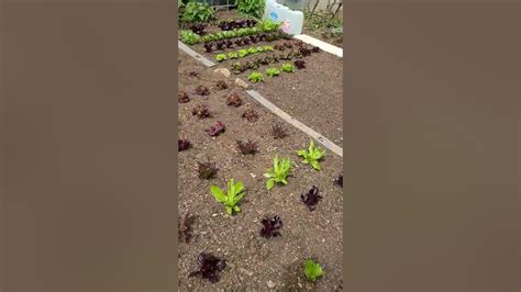여러가지 채소 심어놓다 Youtube