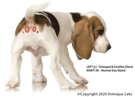 Whats That Smell How To Deal With Dog Anal Gland Problems Super