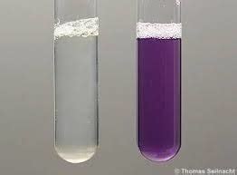 Bio Lab Midterm Flashcards Quizlet Bio Lab Midterm Flashcards Quizlet