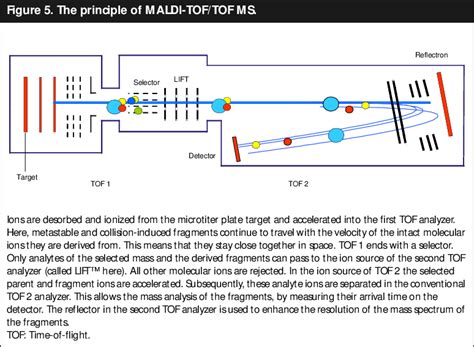 Maldi Tof Mass Spectrometry Creative Proteomics My Xxx Hot Girl