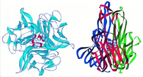 Tnf Trimeric Structure This Figure Shows 3 Interactions Of The 3 Download Scientific Diagram