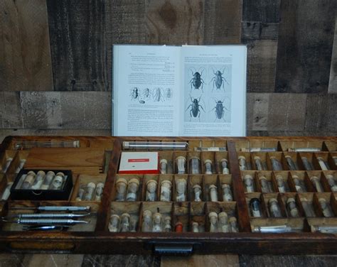 Vintage Entomology Kit Specimen Tray From The University Of Florida