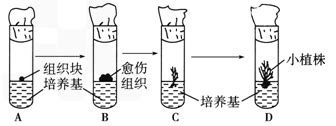 在下列选项中 不需要采用植物组织培养技术的是 A利用基因工程培育抗棉铃虫的棉花植株B利用细胞工程技术培养番茄 马铃薯 杂种植株C