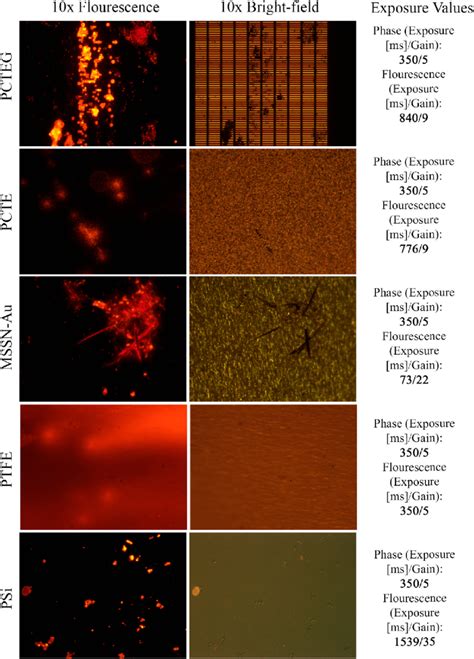 Optical Microscopy Imaging Of Five Filter Types Representative