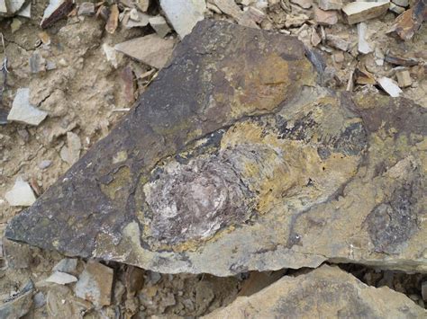 Gone Fishin Fossil Hunting Trips The Fossil Forum