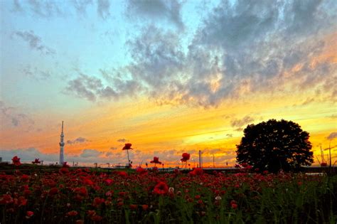 ポピーが咲く夕景 下町の風