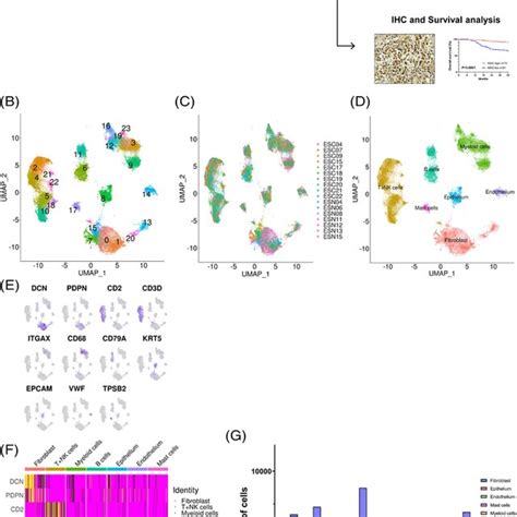 Schematics Of ScRNAseq And Major Cell Types In ESCC A Schematic Download Scientific Diagram