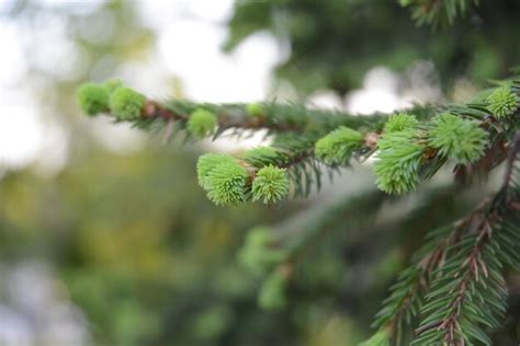 Premium Photo Evergreen Tree Branch Close Up
