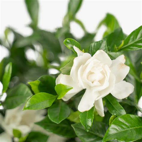 August Beauty Gardenia For Sale The Tree Center