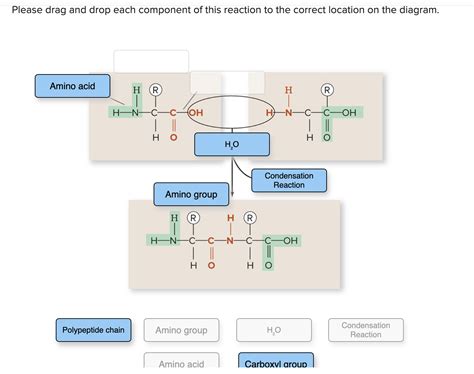 Solved Please Drag And Drop Each Component Of This Reaction
