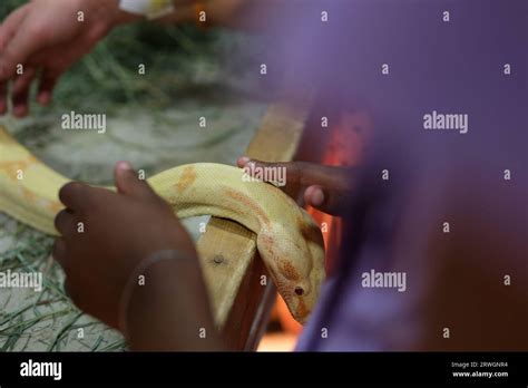 Close Up Of Golden Thai Python Focus At Eyes High Quality Photo Stock