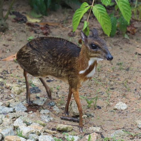 Lesser Mouse Deer Facts