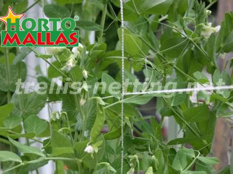 Trellising Tomatoes Innovative System For Intensive Horticulture Trellis Nettin