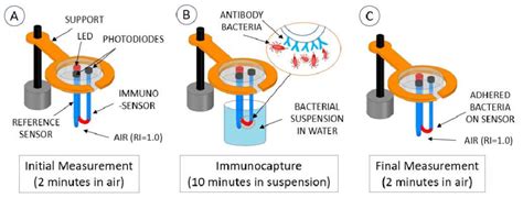 Measurement Procedure For Bacteria Detection Download Scientific Diagram