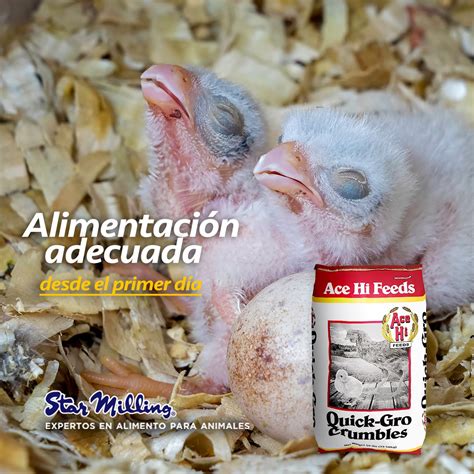 El Cuidado Del Pollito 🐤 Desde El Star Milling De México Facebook