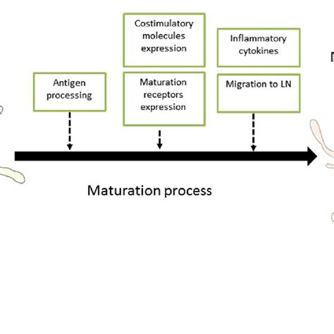 Dendritic Cells Subsets Classification And Their Main Properties