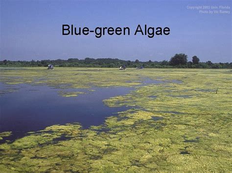 Algae Vs Plants What Are Algae Photosynthesizing Protists