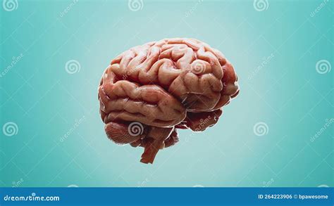 Brain Realistic Brain Isolated On White Background Vector Cartoon