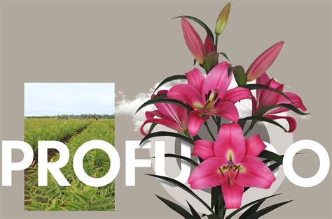 Wagenaar Lelies Holland Lily Profundo Cultivar