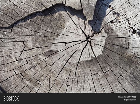 Cross Section Old Tree Image Photo Free Trial Bigstock