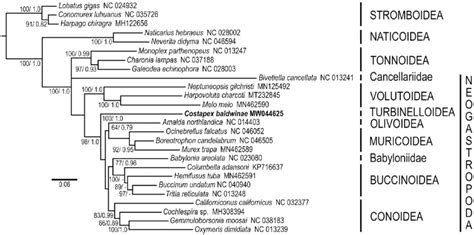 Relationships Of Costapex Baldwinae To Other Members Of The Download Scientific Diagram