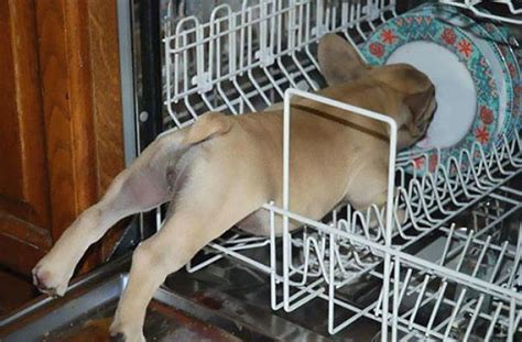 아직 식기 세척기 돌리지도 않았는데 접시가 깨끗했던 이유 애니멀 플래닛