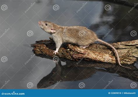Brown Rat Rattus Norvegicus Stock Image 32824351