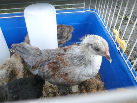Need Help Sexing Chicks Backyard Chickens Learn How To Raise Chickens
