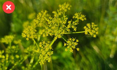 Plant Look Alikes Whats The Difference Between Golden Alexander And