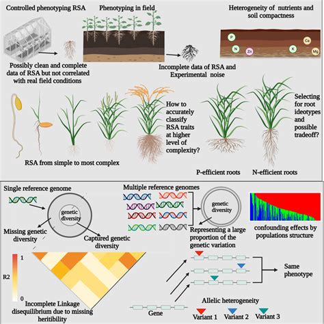 Challenges Of Phenotyping And Gwas For Rsa Root Phenotyping Under Download Scientific Diagram