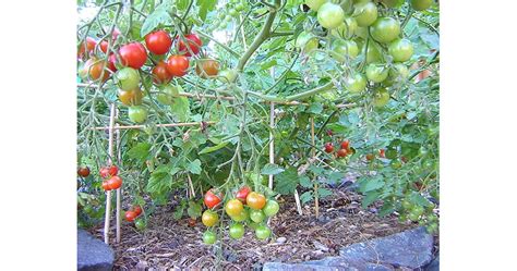 Коя почва е най подходяща за различните зеленчукови видове Български Фермер