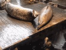 Seal Sneaky  Seal Sneaky Prank Discover And Share S