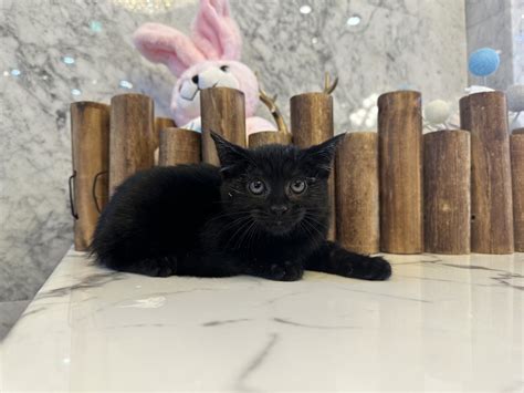 코리안숏헤어 베리 래브라도리트리버입양 닥스훈트입양 도베르만입양 말티치입양 말티폼입양 빠삐용입양 사모예드입양 스피츠입양 시바견입양 시베리안허스키입양 시츄입양 요크셔테리어입양