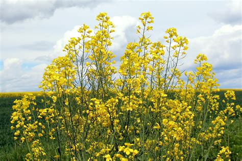 Желтые Цветы Растут В Поле 46 фото