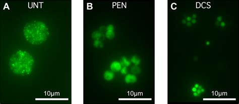 Chlamydia Trachomatis Microscopy