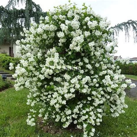 21 Best Fragrant Trees Trees With Scented Flowers