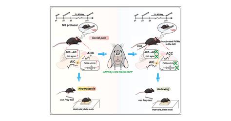 Anterior Cingulate CortexAnterior Insular Cortex Circuit Mediates Hyperalgesia In Adolescent